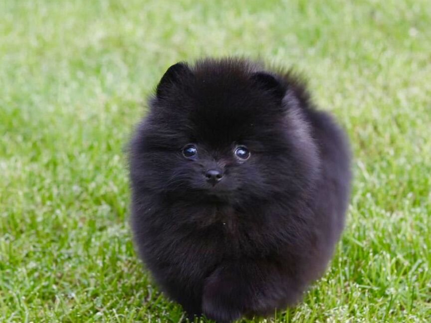 Бомбическая красотка. Black Hit