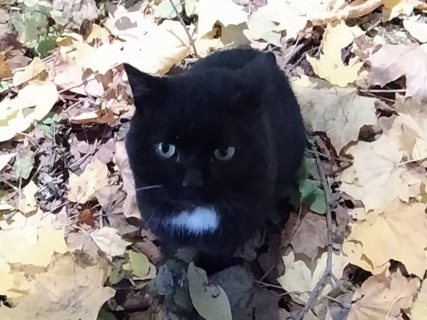 Ласковый котик на 3-х лапках