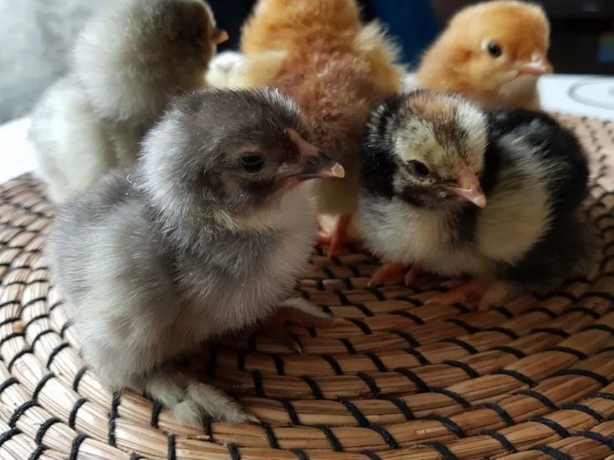 Цыпленок Брама