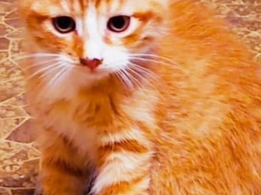 Рыжий красивый ласковый котенок