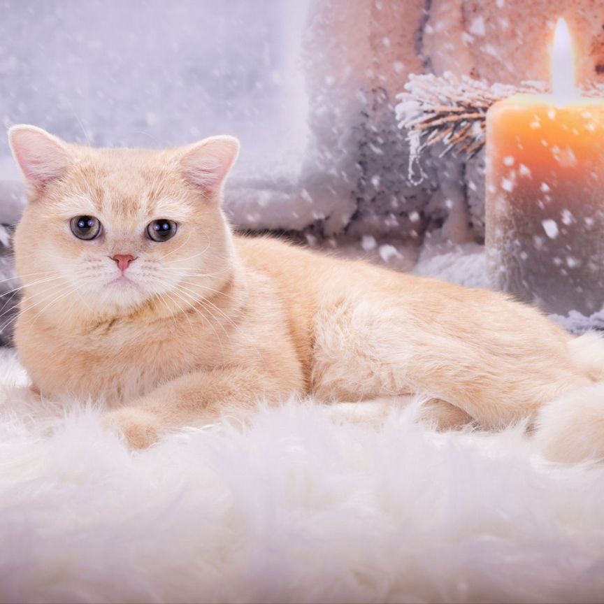 Эксклюзив котэ