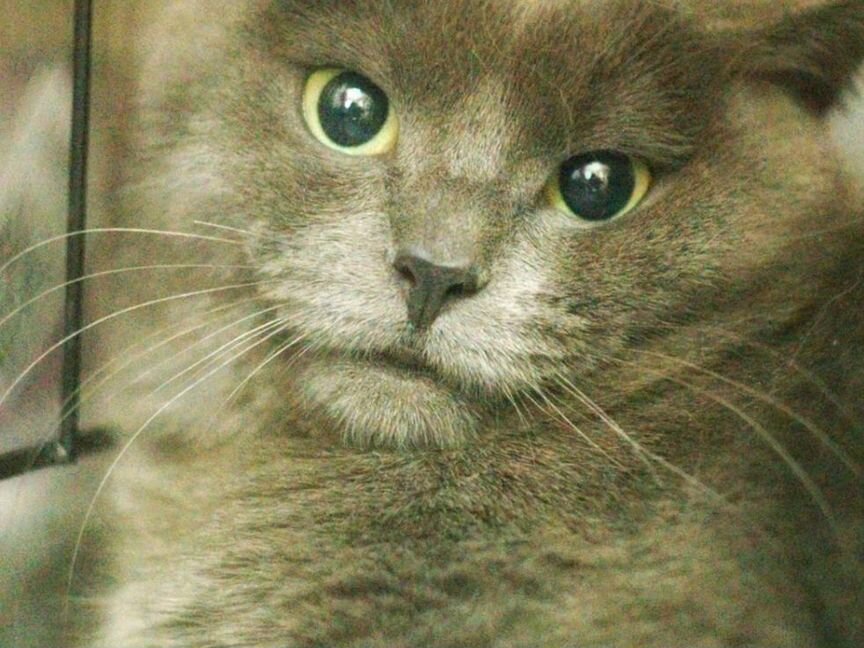Серый зеленоглазый котик