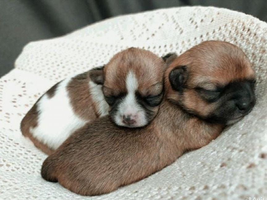 Малыши карандаши