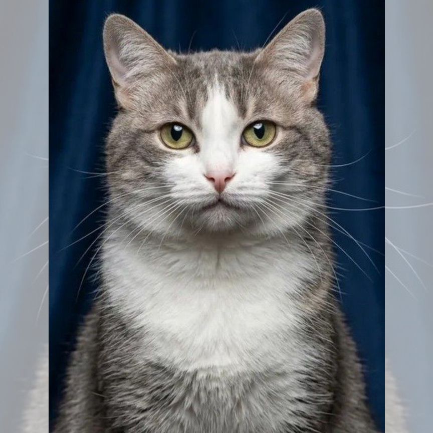 Европейская короткошёрстная, взрослая кошка