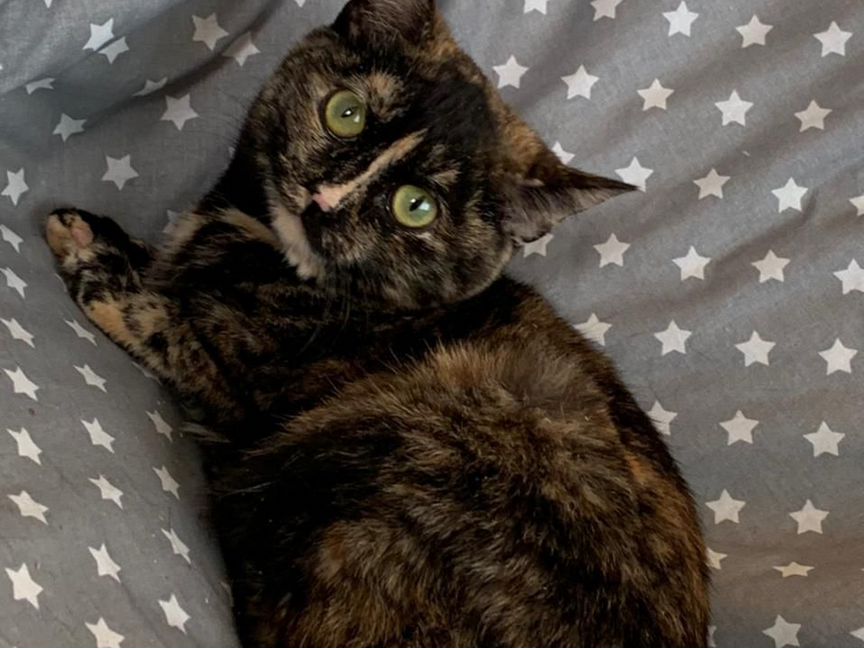 Кошки окрас черепаха