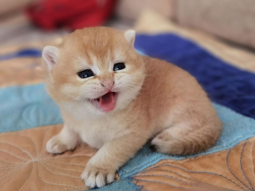 Раннее бронирование британский котик