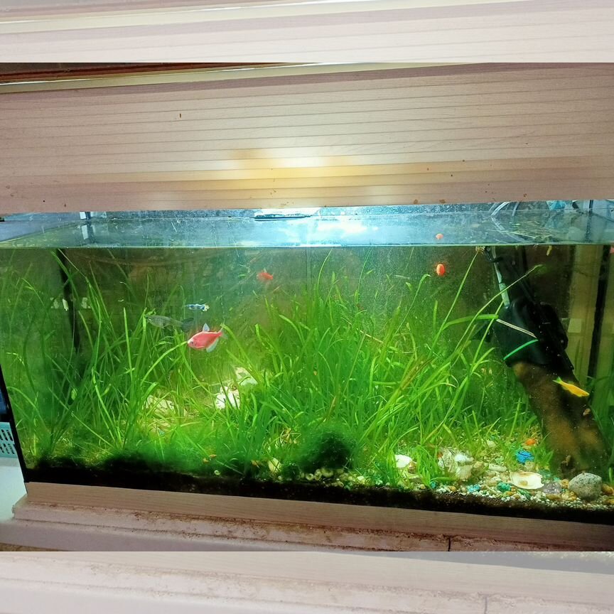 Аквариум с рыбками продам
