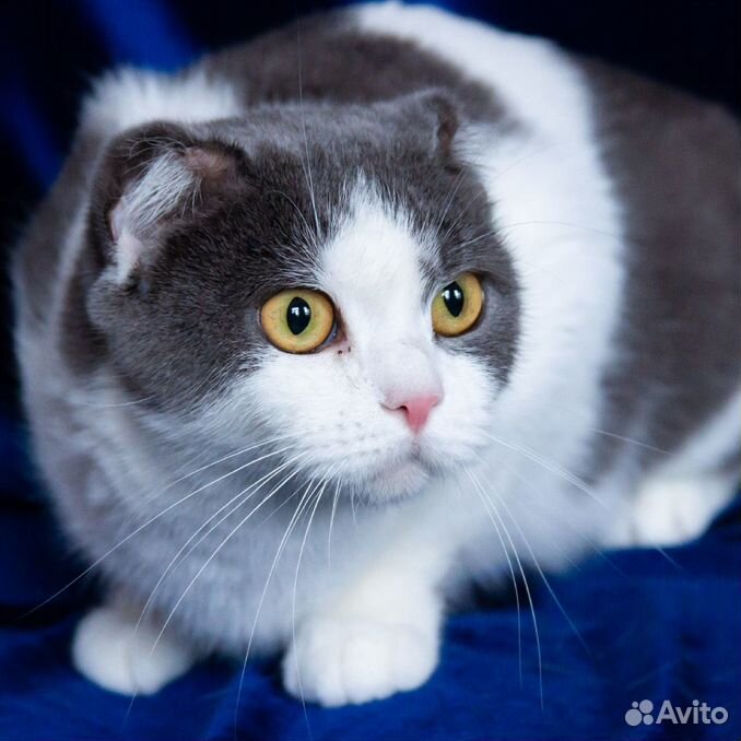 Кошка Дейзи, 2 года