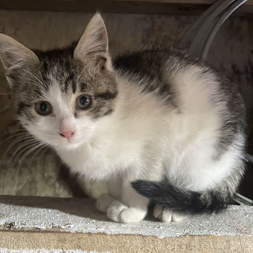 Котёнок в добрые руки