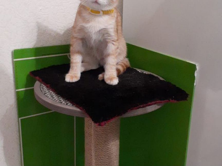 Котенок в добрые руки