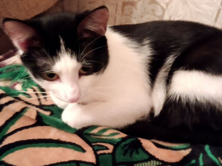 Молодая кошка найдена возле завода Камаз