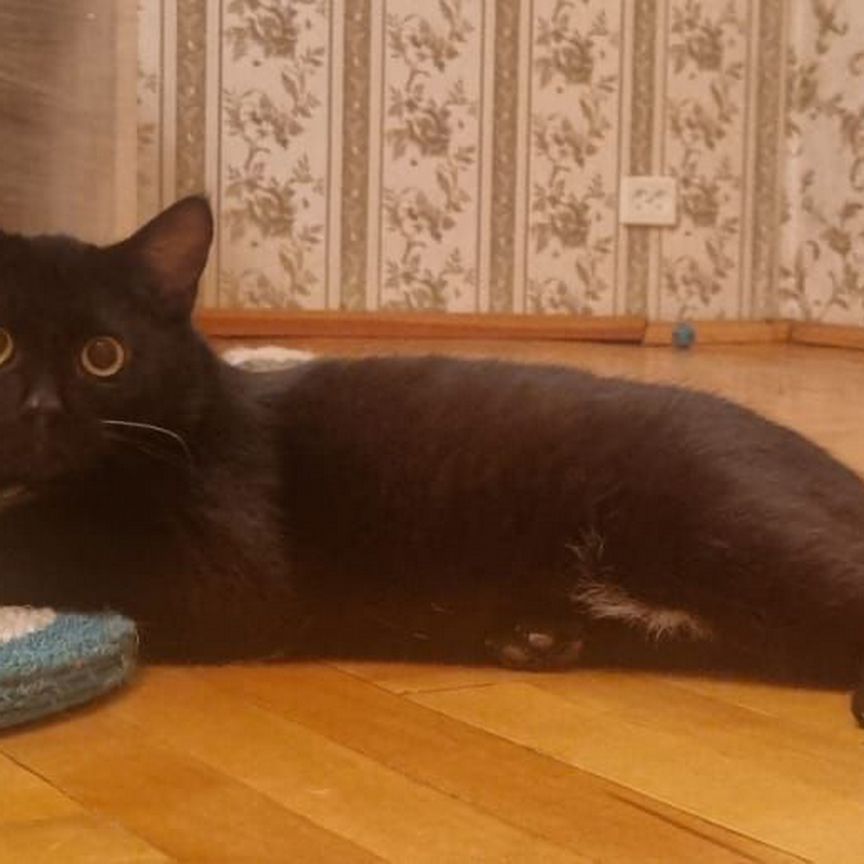 Черный котик с белой грудкой в добрые руки