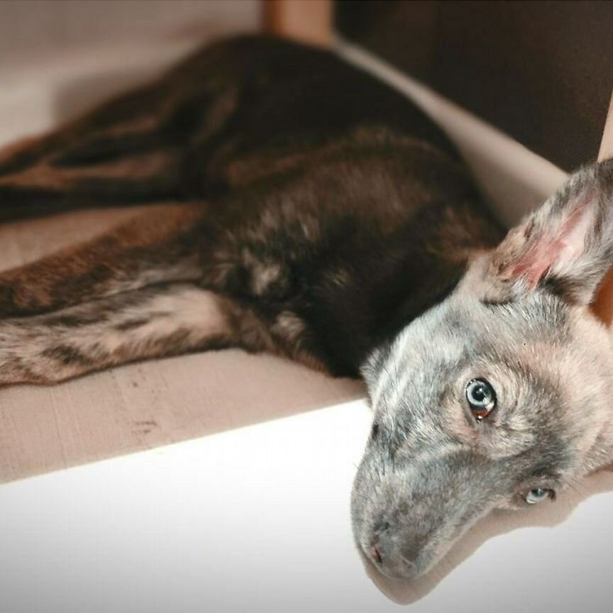 Щенок шедевр с голубыми глазами