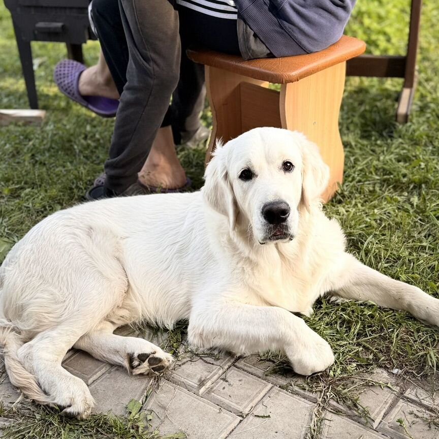 Золотистый ретривер, щенок