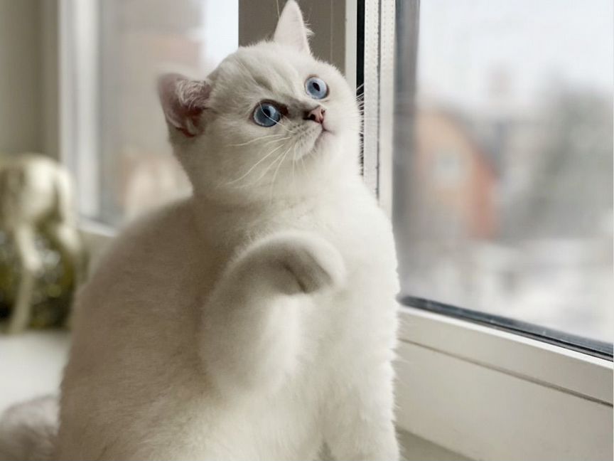 Британские котята