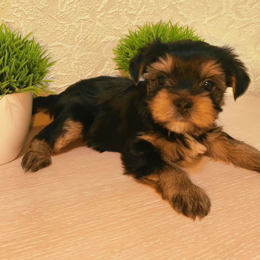 Йоркширский терьер, щенок
