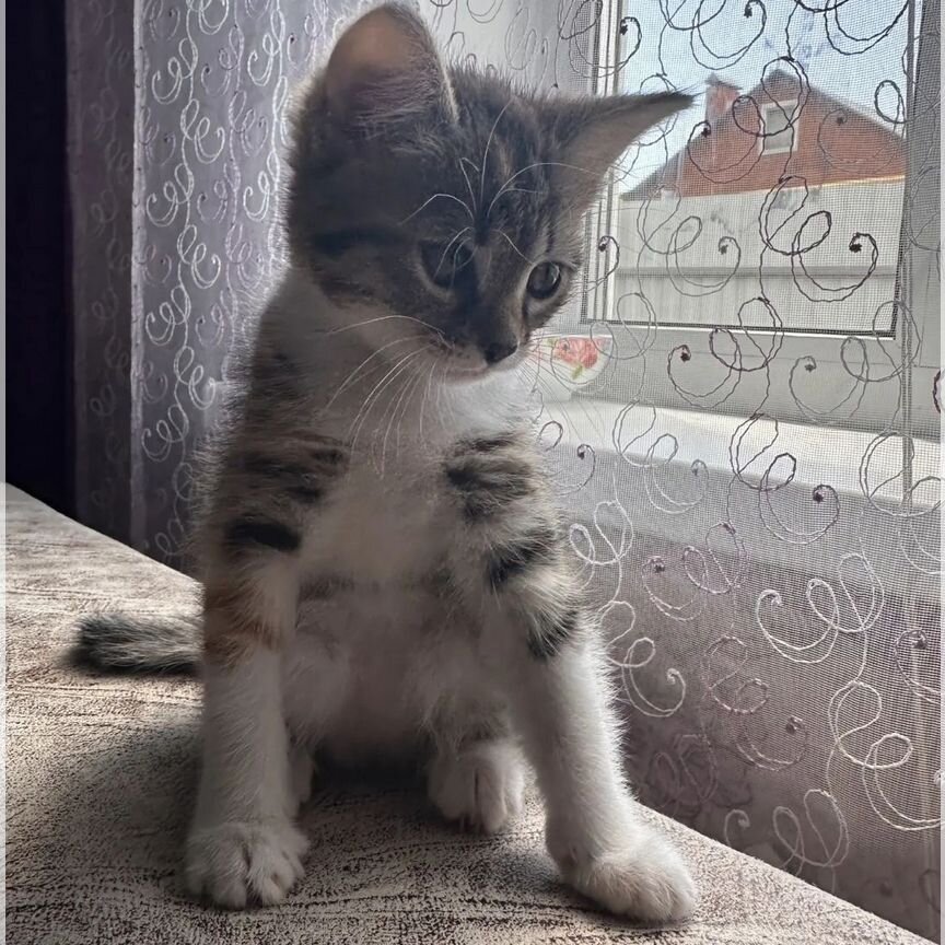Котёнок в добрые руки