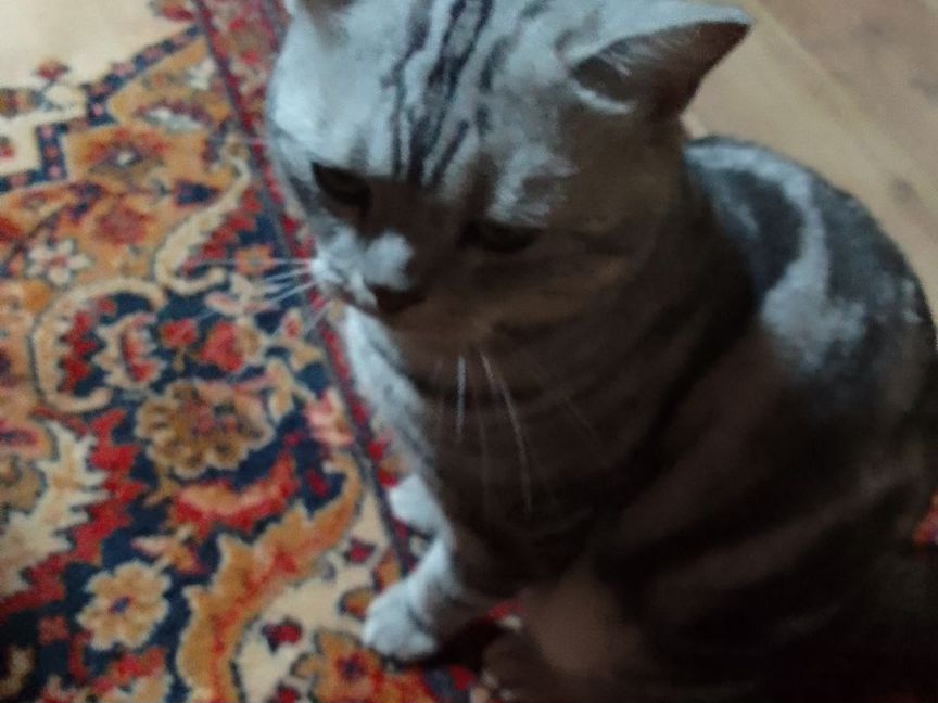 Кот хочет.Бенгал