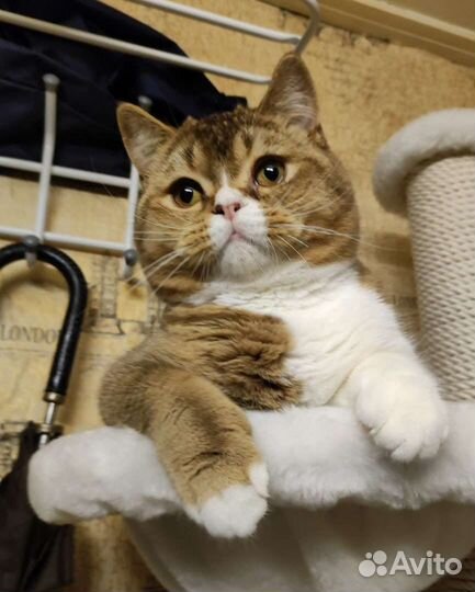 Британский кот продажа