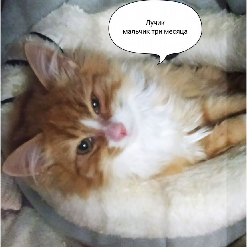 Котёнок в добрые руки