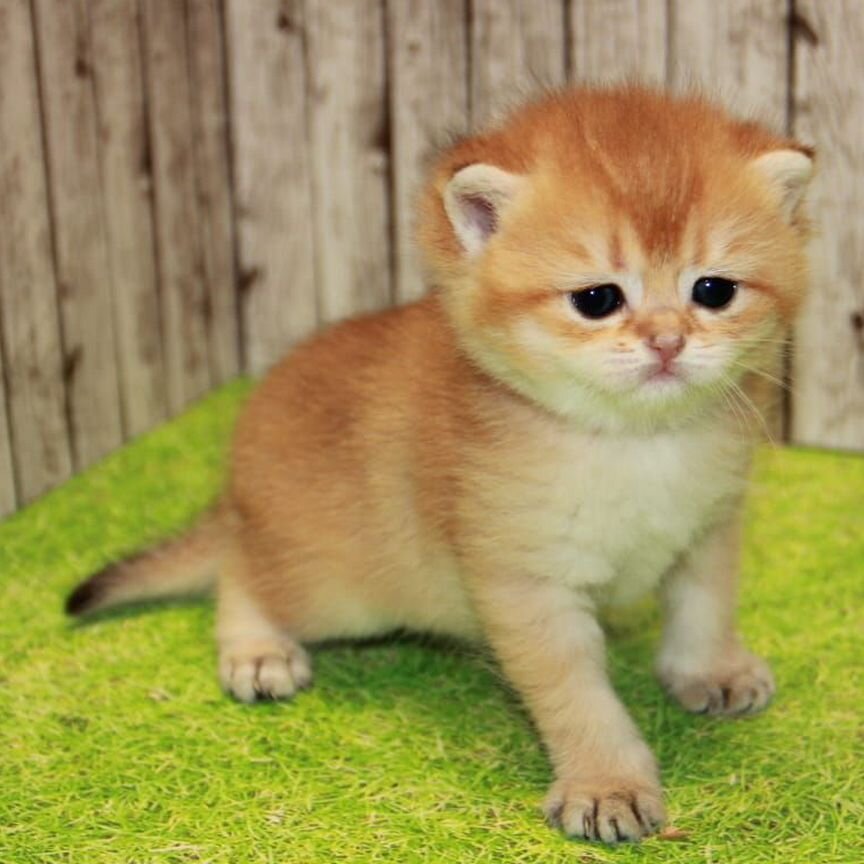 Британский короткошёрстный котёнок