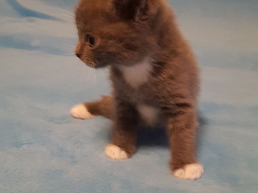 Кошка