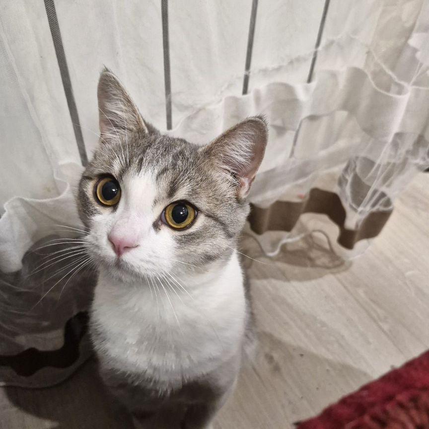 Кот 7 месяцев