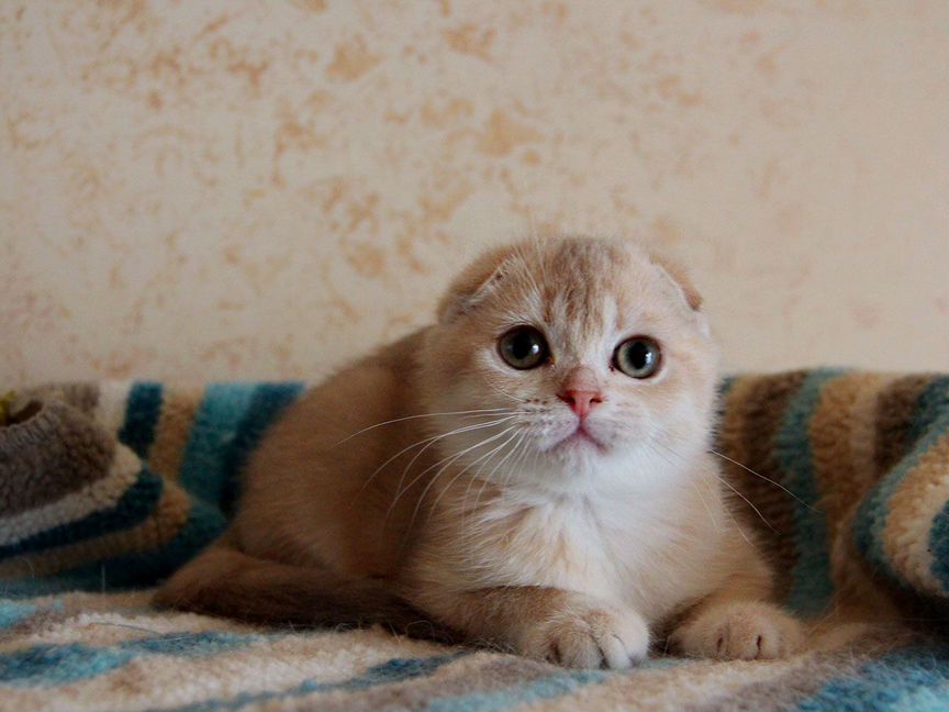 Кошечка редкого окраса