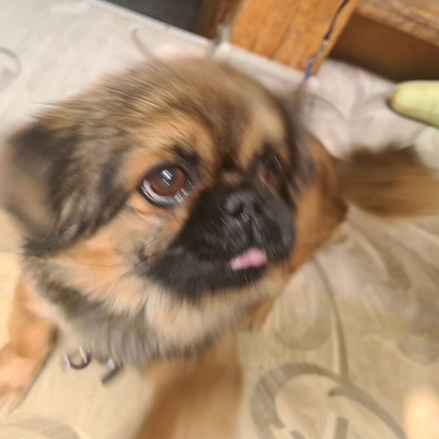 Продам пекинеса