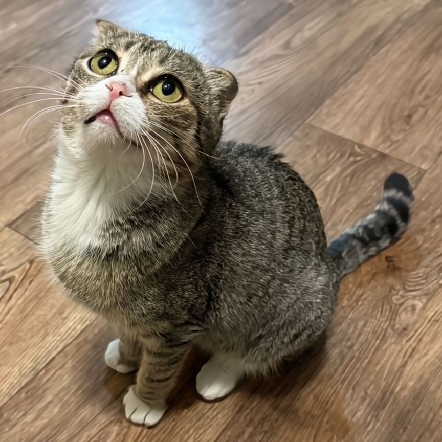 Шотландская вислоухая короткошёрстная, взрослая кошка