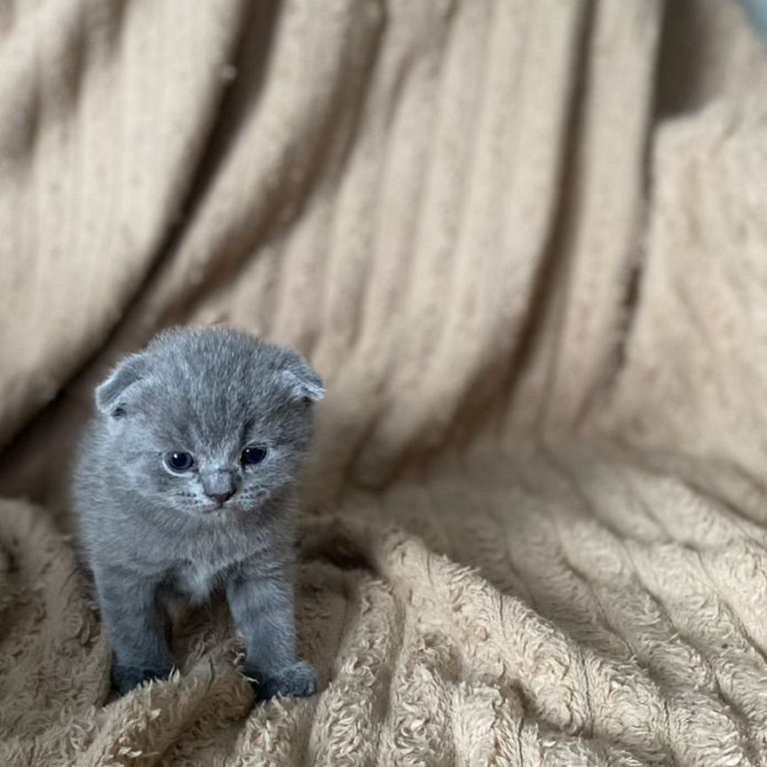 Шотландские вислоухие котята серые