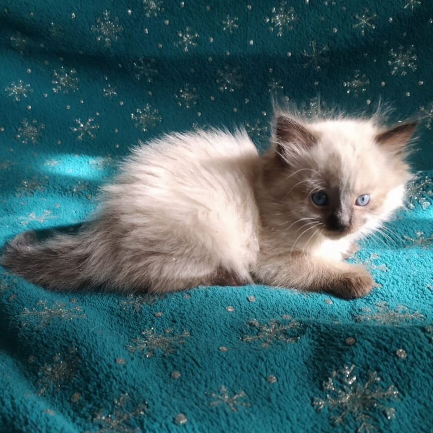 Котёнок Невская маскарадная