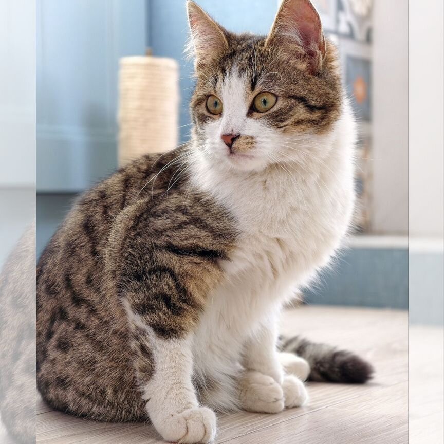 Сибирский котёнок