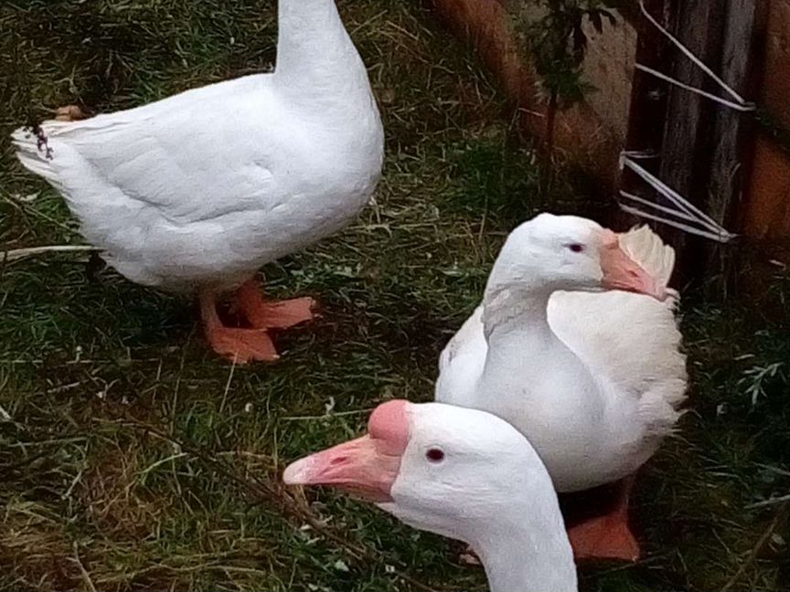 Гуси Линда