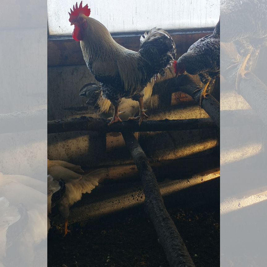 Петушки молодые