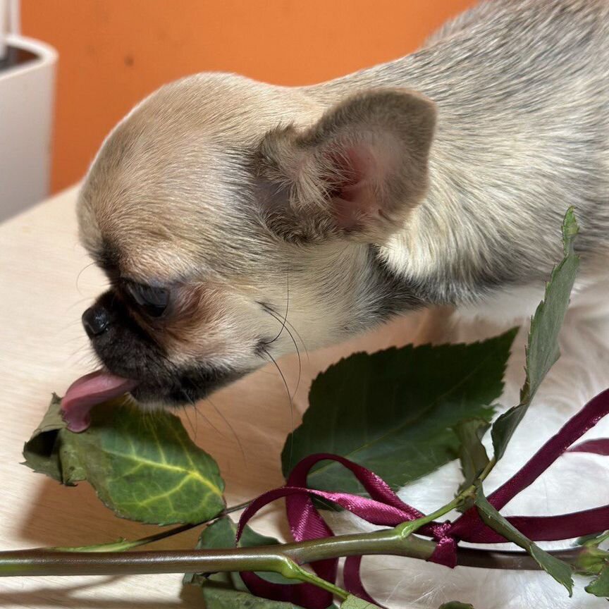 Девочка чихуахуа супер мини РКФ