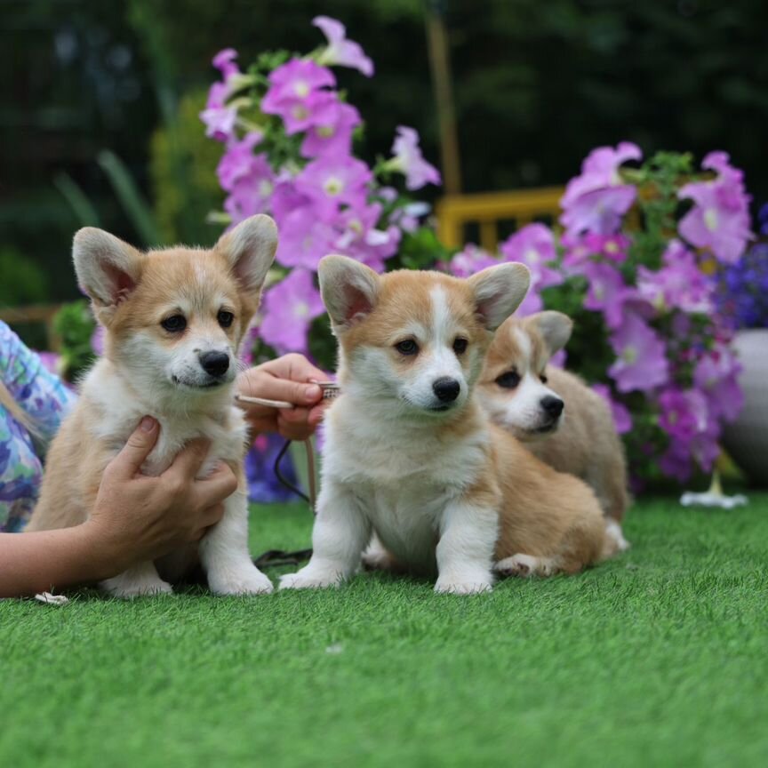 Щенки вельш-корги пемброк