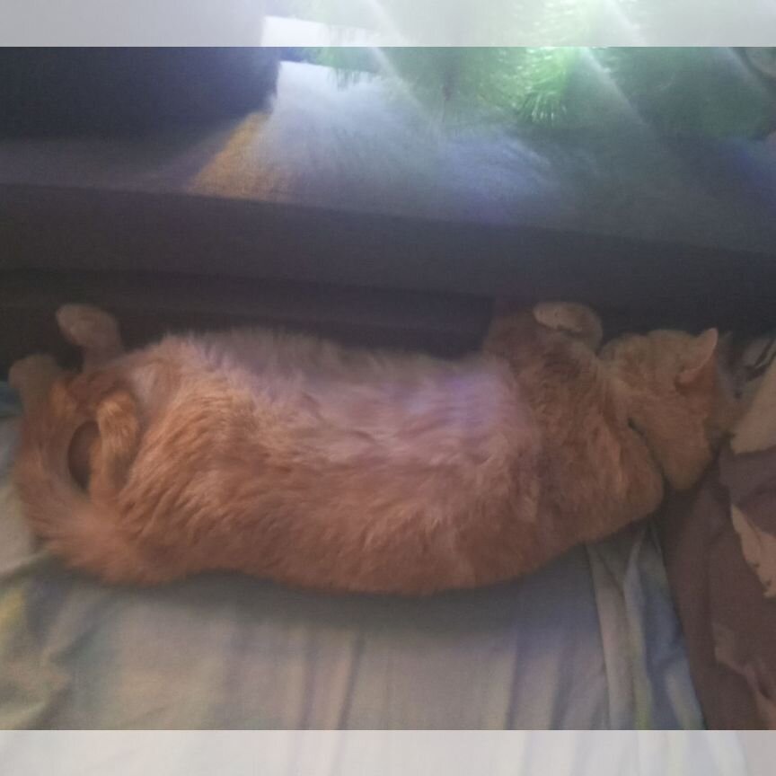 Британский короткошёрстный, взрослый кот