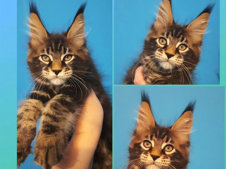 Мейн кун котенок Супер Красавец