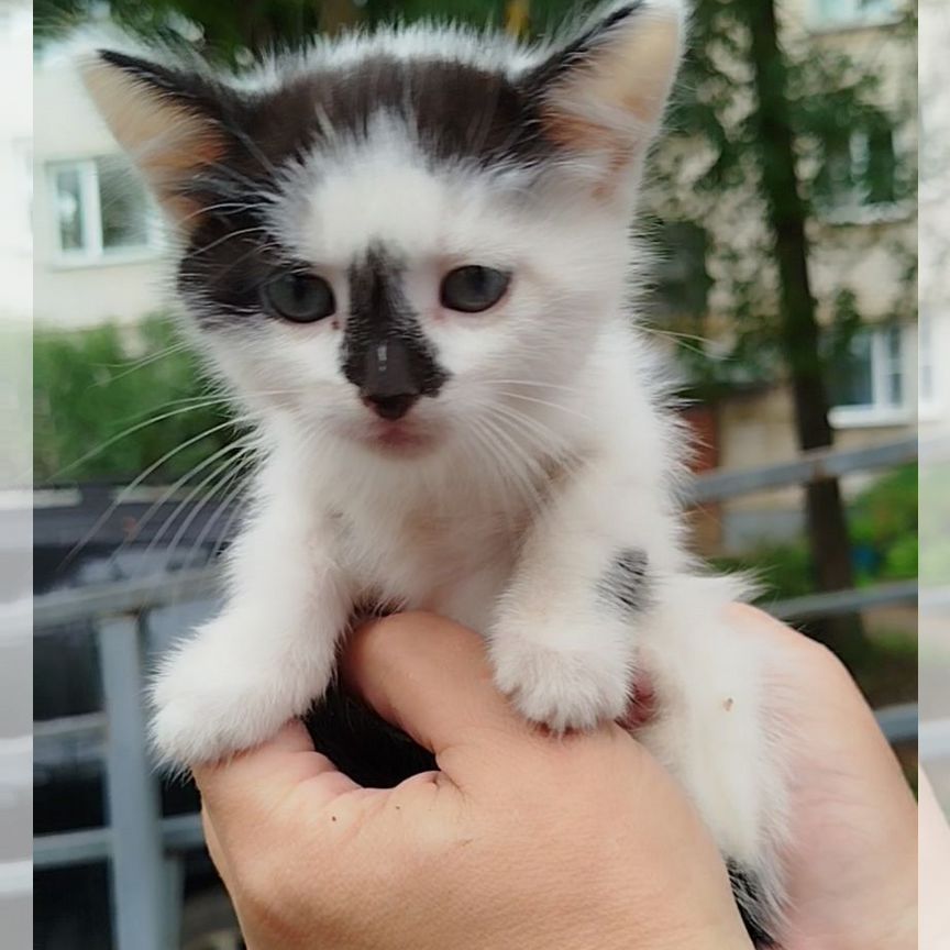 Котята