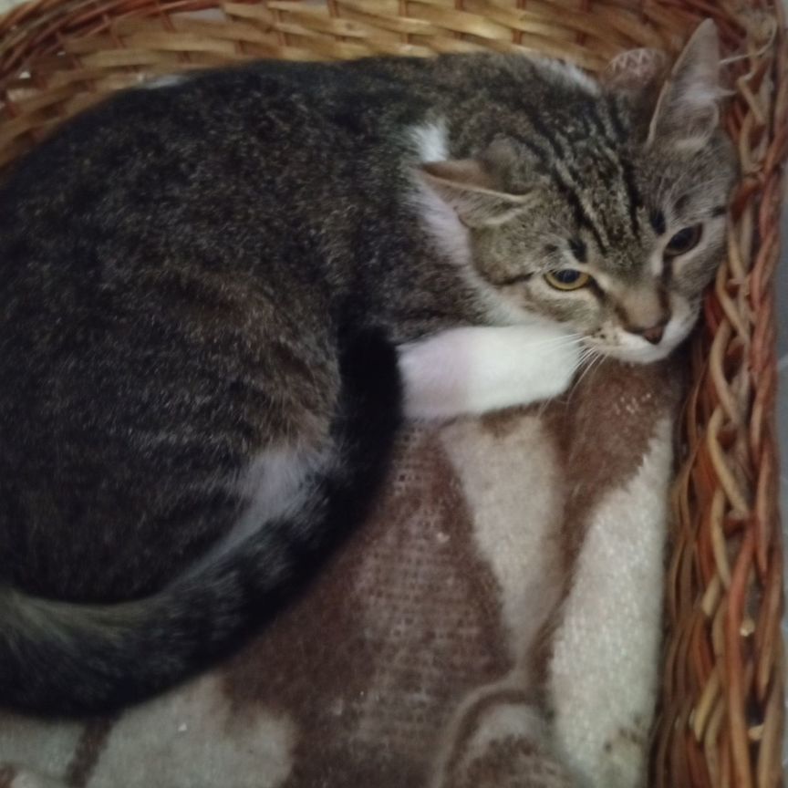 Кошечка в добрые руки