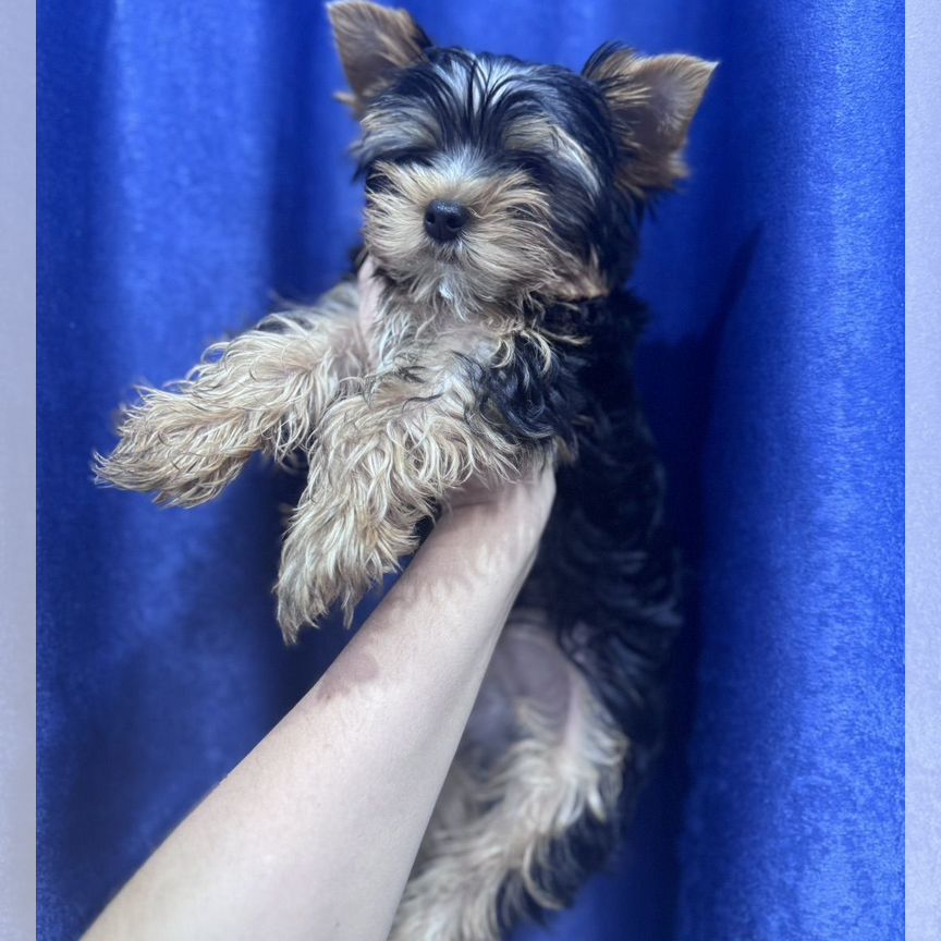 Йоркширский терьер, щенок