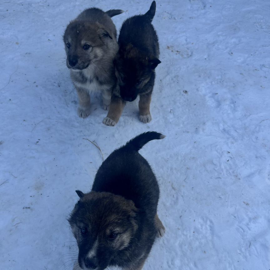 Лайка, щенок