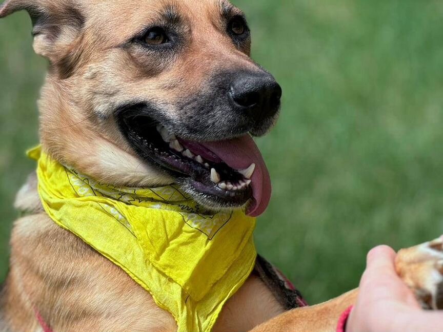 Озорная Тыква в добрые руки