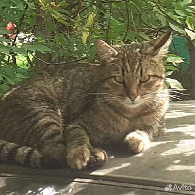 Молодой ручной котик-полосатик живет на машине