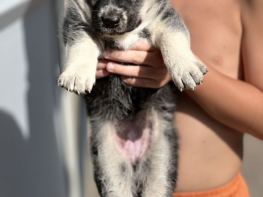 Щенок девочка в добрые руки