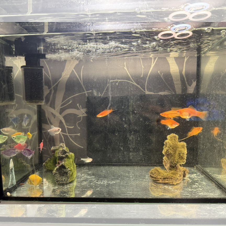 Аквариумные рыбки