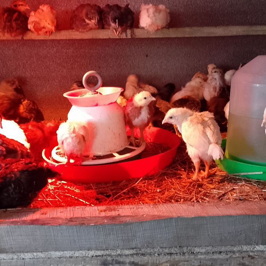 Цыплята мясо яичных пород возраст 3недели