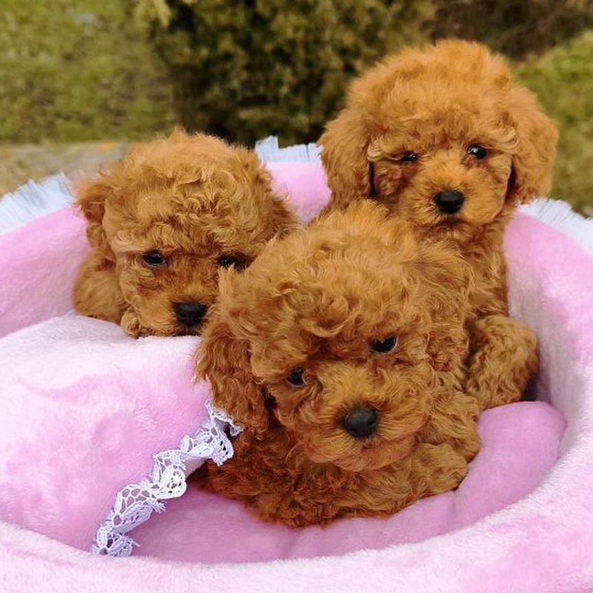 Пудель, щенок