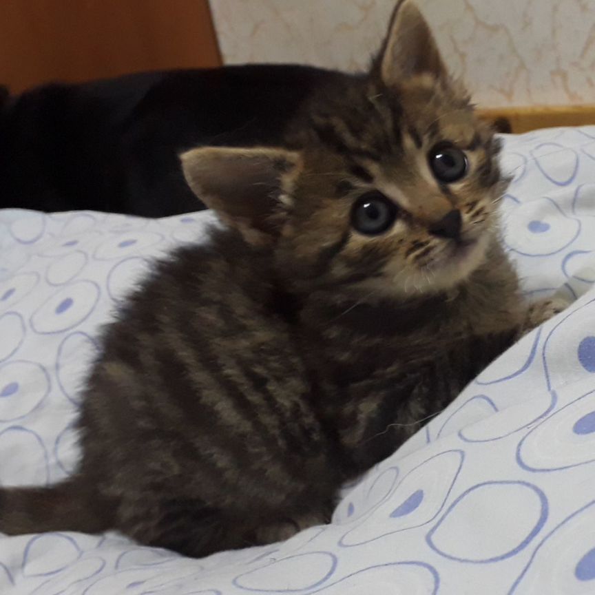 Полосатый котёнок 1,5 месяца